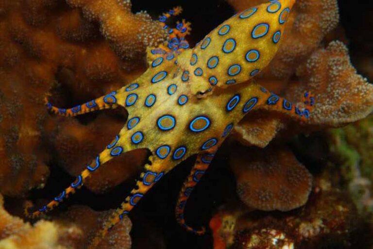 Tripofobia: ¿Qué es y porque tenemos fobia a los agujeros? - Grulla ...